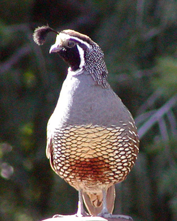 Quirky Quail